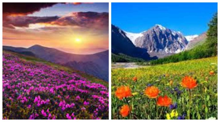 Fulo Ki Ghati: इस दिन बंद हो जाएगी उत्तराखंड फूलों की घाटी