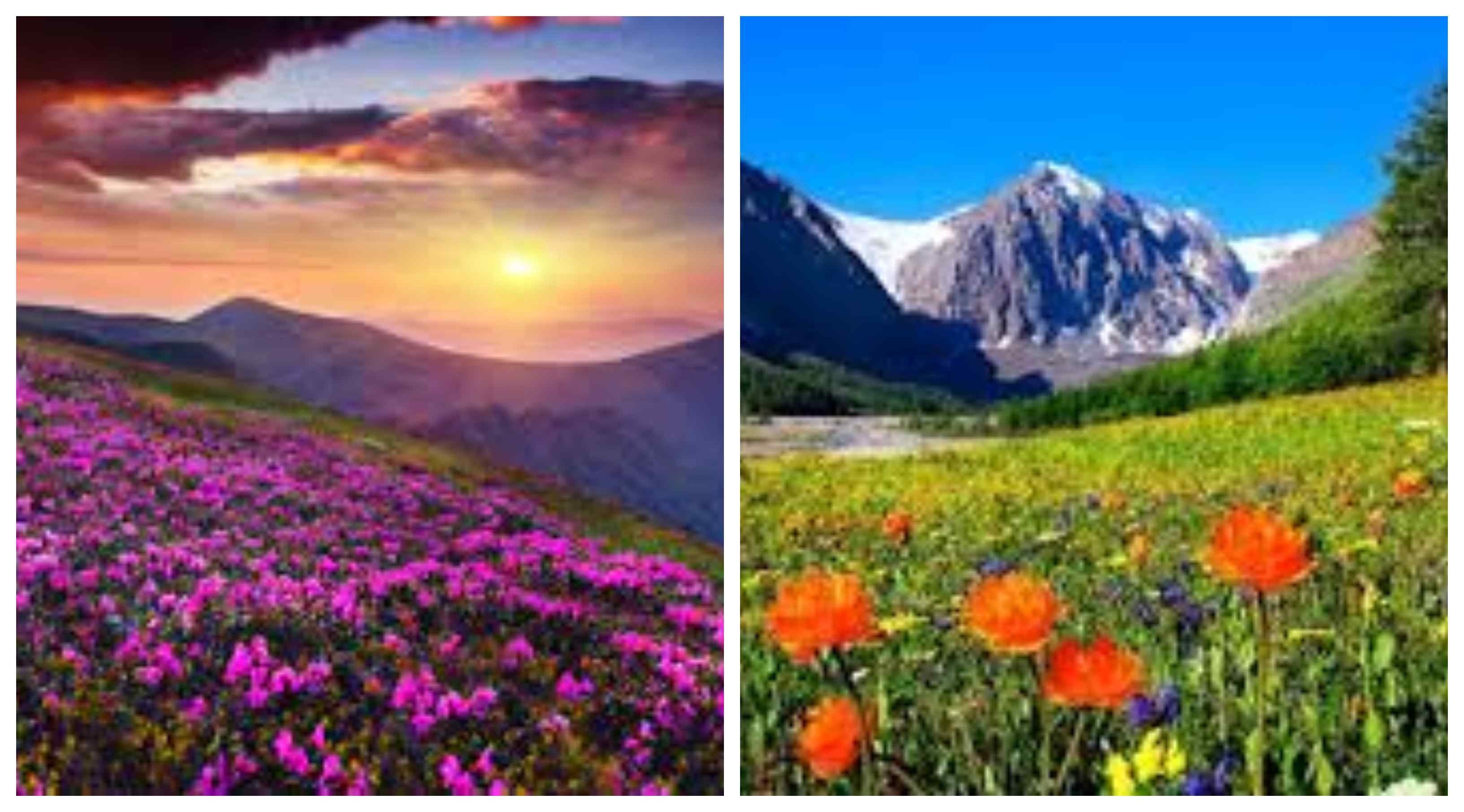 Fulo Ki Ghati: इस दिन बंद हो जाएगी उत्तराखंड फूलों की घाटी